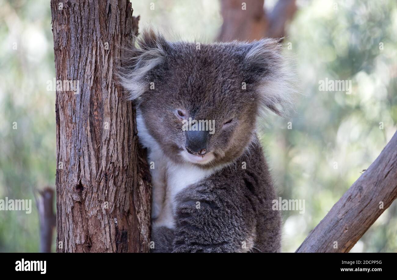 Cute Koala Bear High Resolution Stock Photography and Images - Alamy