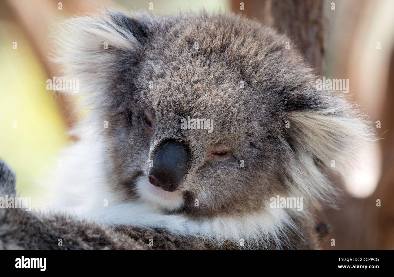 Koala High Resolution Stock Photography and Images - Alamy