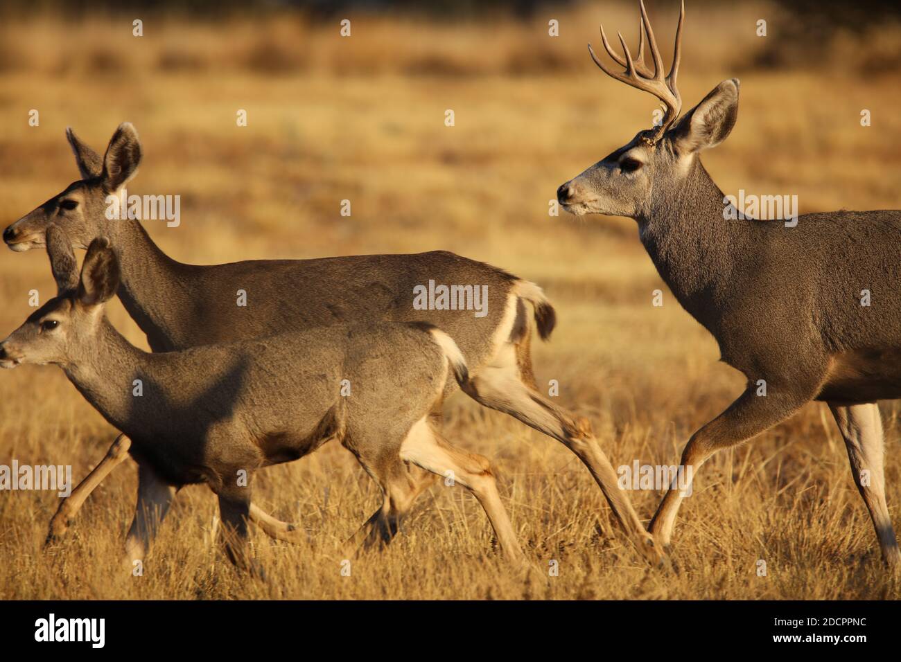 Doe jumping fence hi-res stock photography and images - Alamy