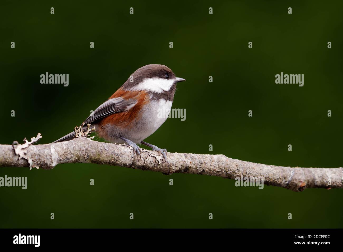 Chestnut-backed chickadee perched on branch, dark green background ...