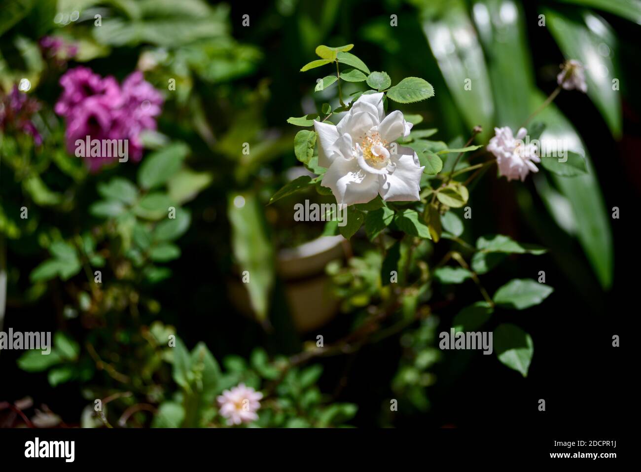 White house rose garden hi-res stock photography and images - Alamy