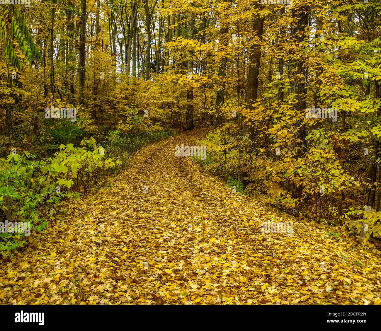 Path created by the Fall foliage, ON, Canada Stock Photo - Alamy