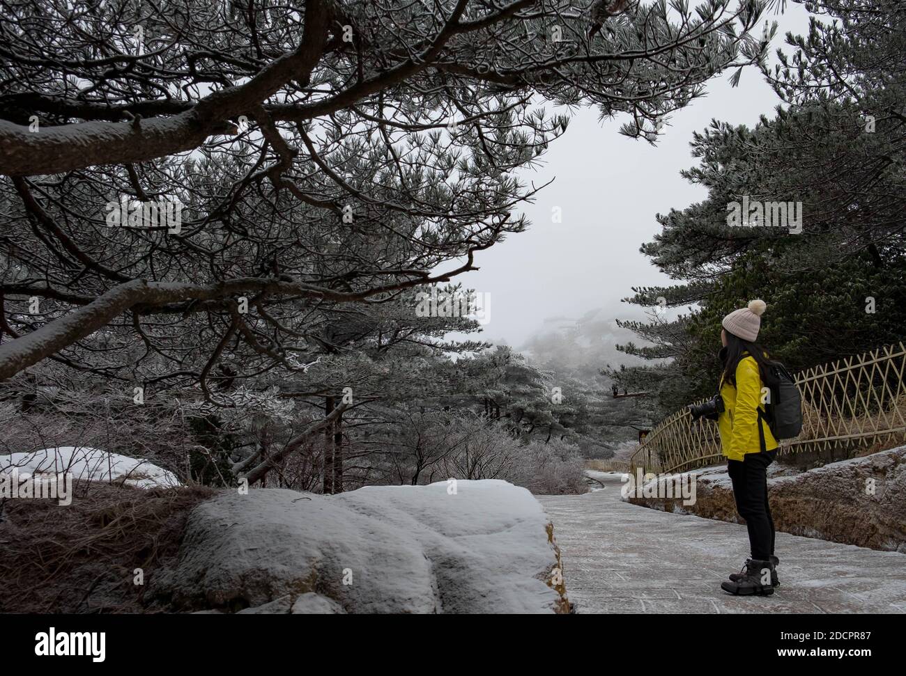 The pretty girl taking photo with icy frost on the leaf on the pine ...