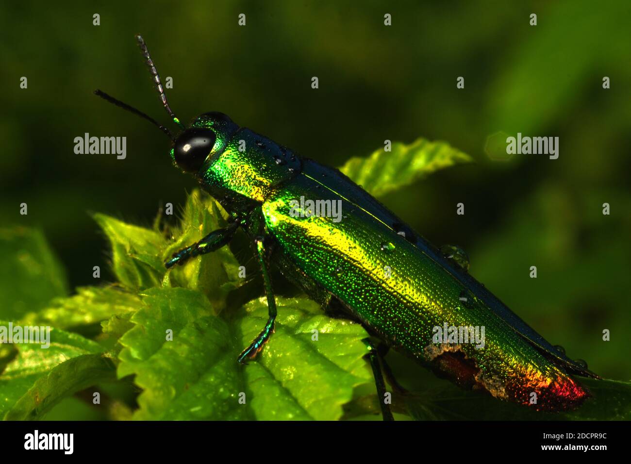 Jewel beetle in indonesia hi-res stock photography and images - Alamy