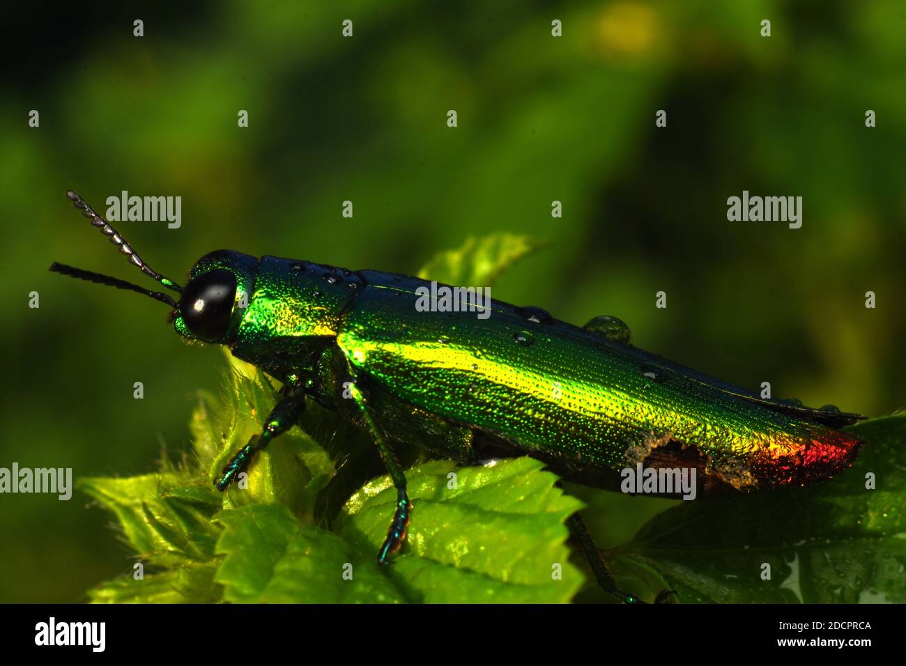 Jewel beetle live specimen hi-res stock photography and images - Alamy