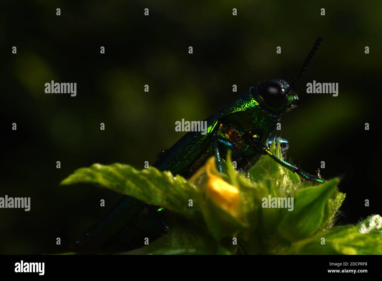 Jewel beetle in indonesia hi-res stock photography and images - Alamy