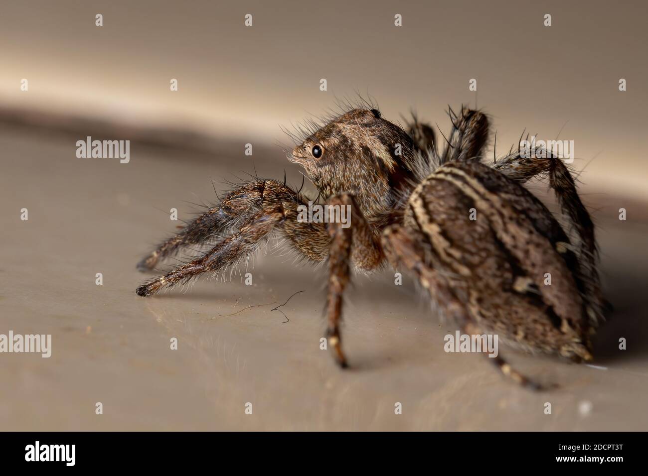Pantropical Jumping Spider of the species Plexippus paykulli Stock ...