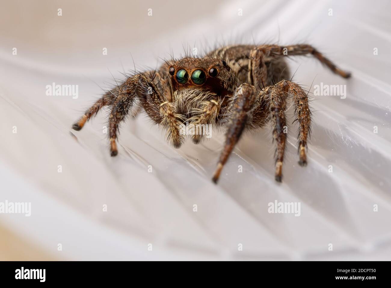 Pantropical Jumping Spider of the species Plexippus paykulli Stock ...