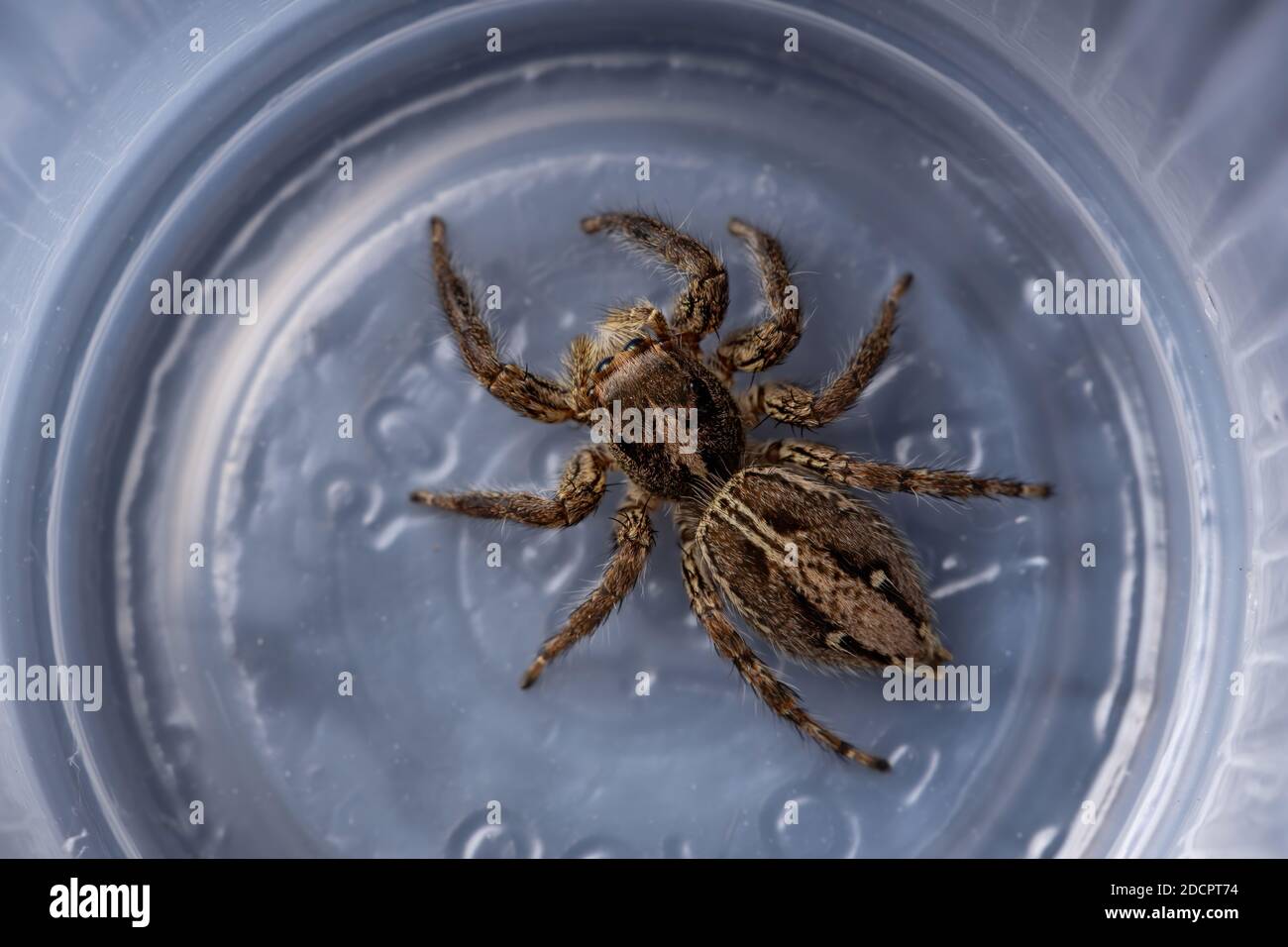 Pantropical Jumping Spider of the species Plexippus paykulli Stock ...