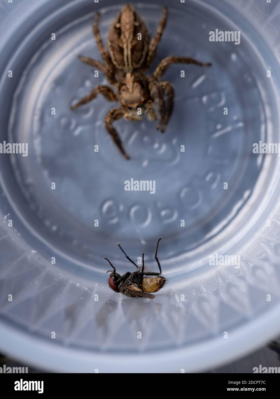 Mosca domestic hi-res stock photography and images - Alamy