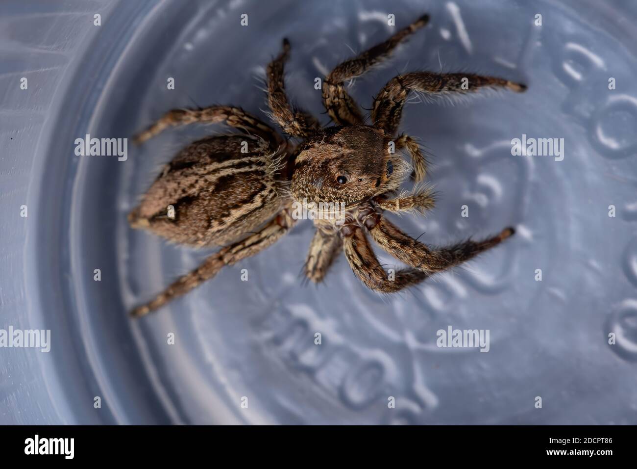 Pantropical Jumping Spider of the species Plexippus paykulli Stock ...