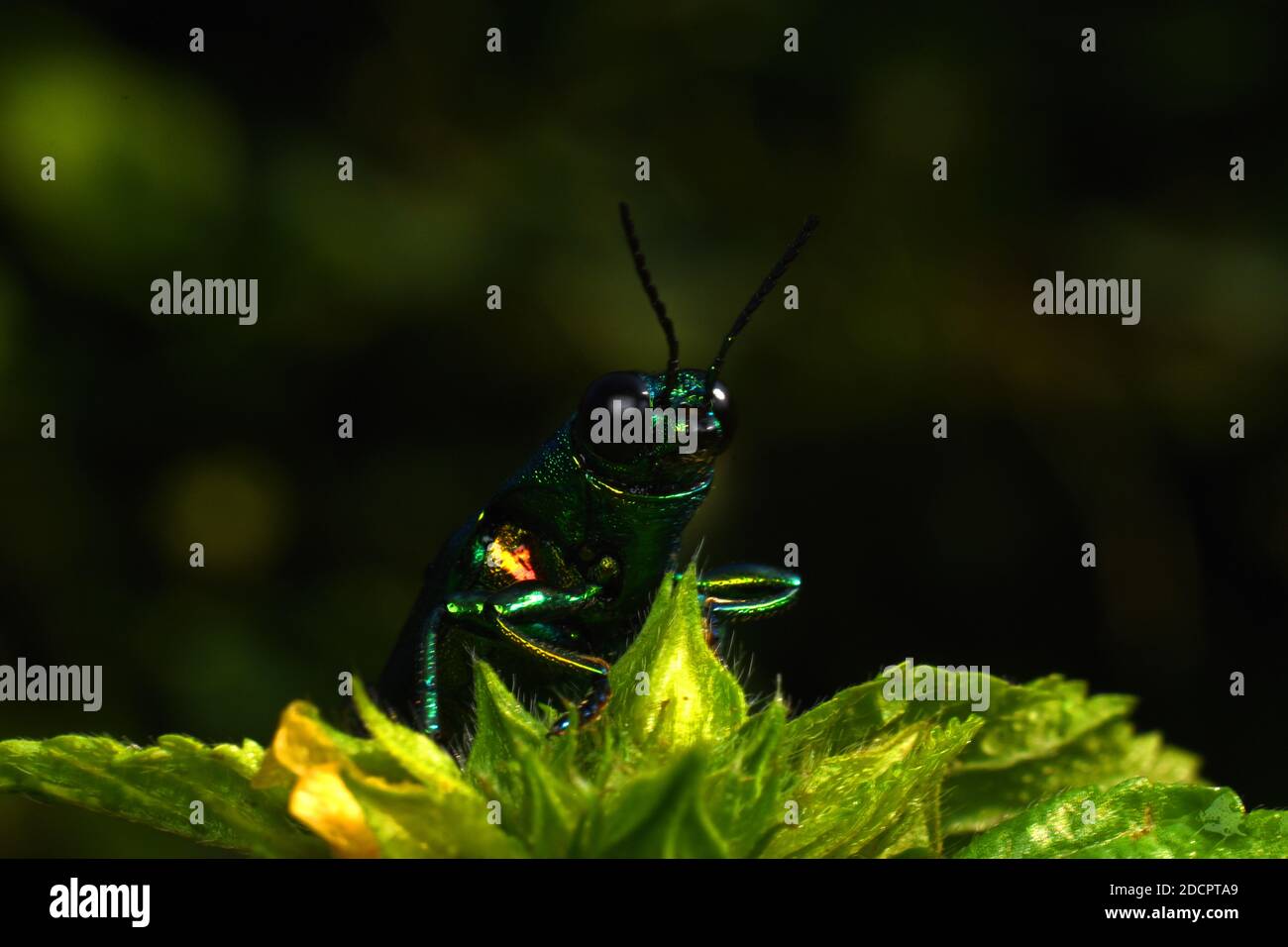 Jewel beetle live specimen hi-res stock photography and images - Alamy
