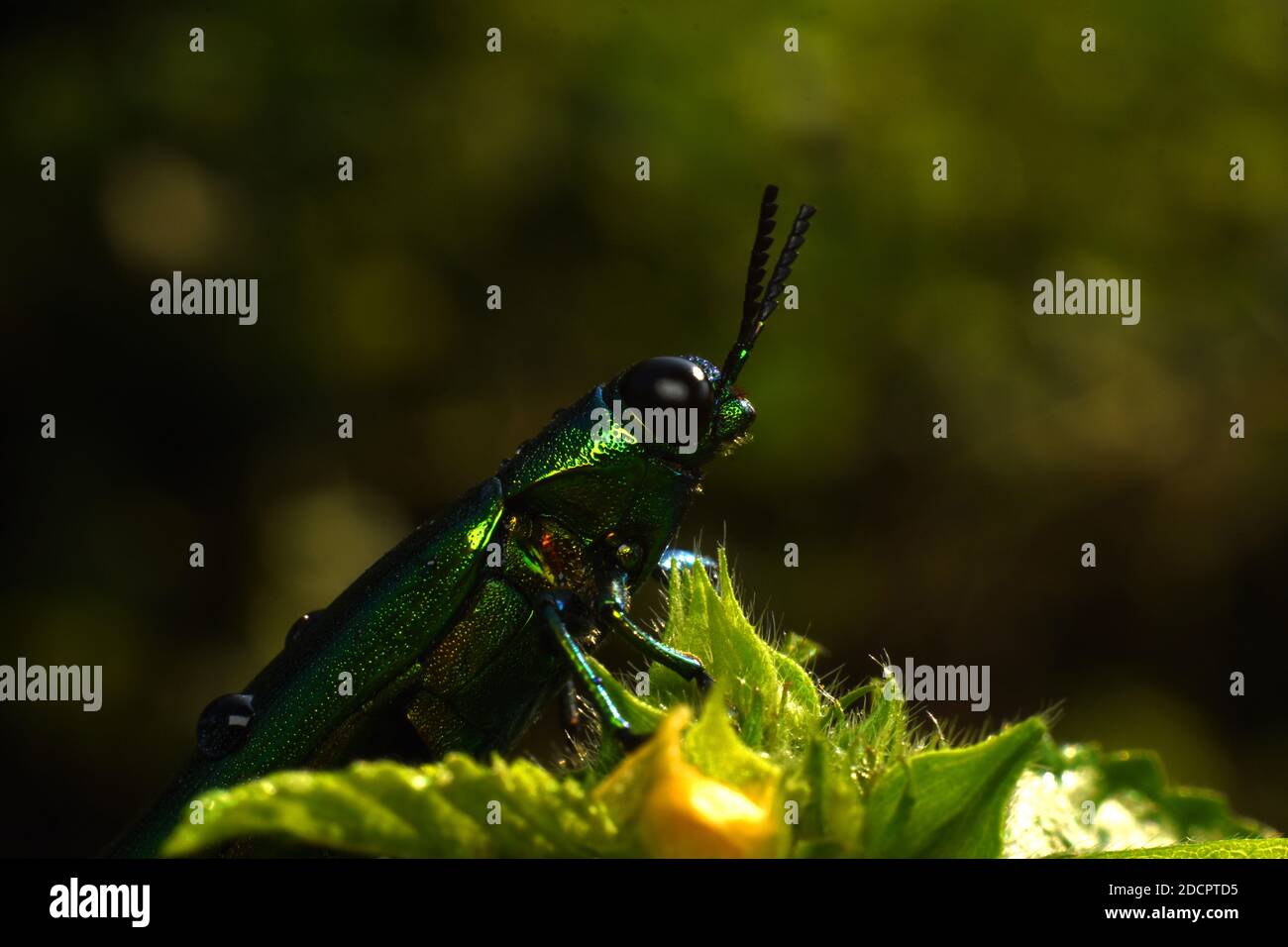Jewel beetle in indonesia hi-res stock photography and images - Alamy