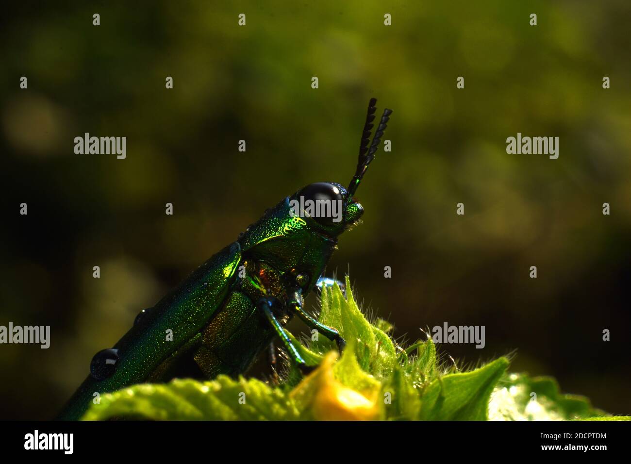 Jewel beetle in indonesia hi-res stock photography and images - Alamy