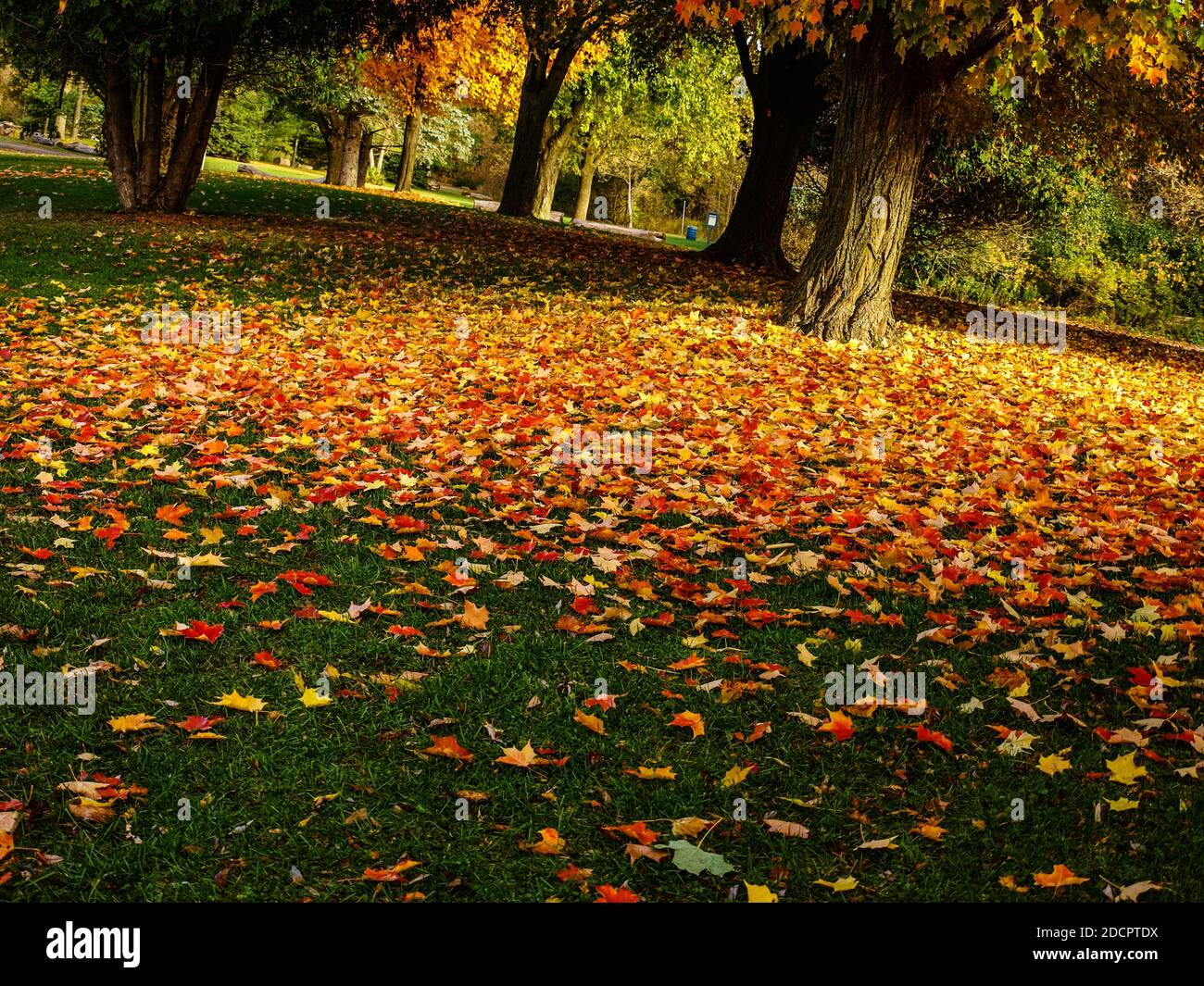 Park floor decorated by golden leaves of fall, ON, Canada Stock Photo ...