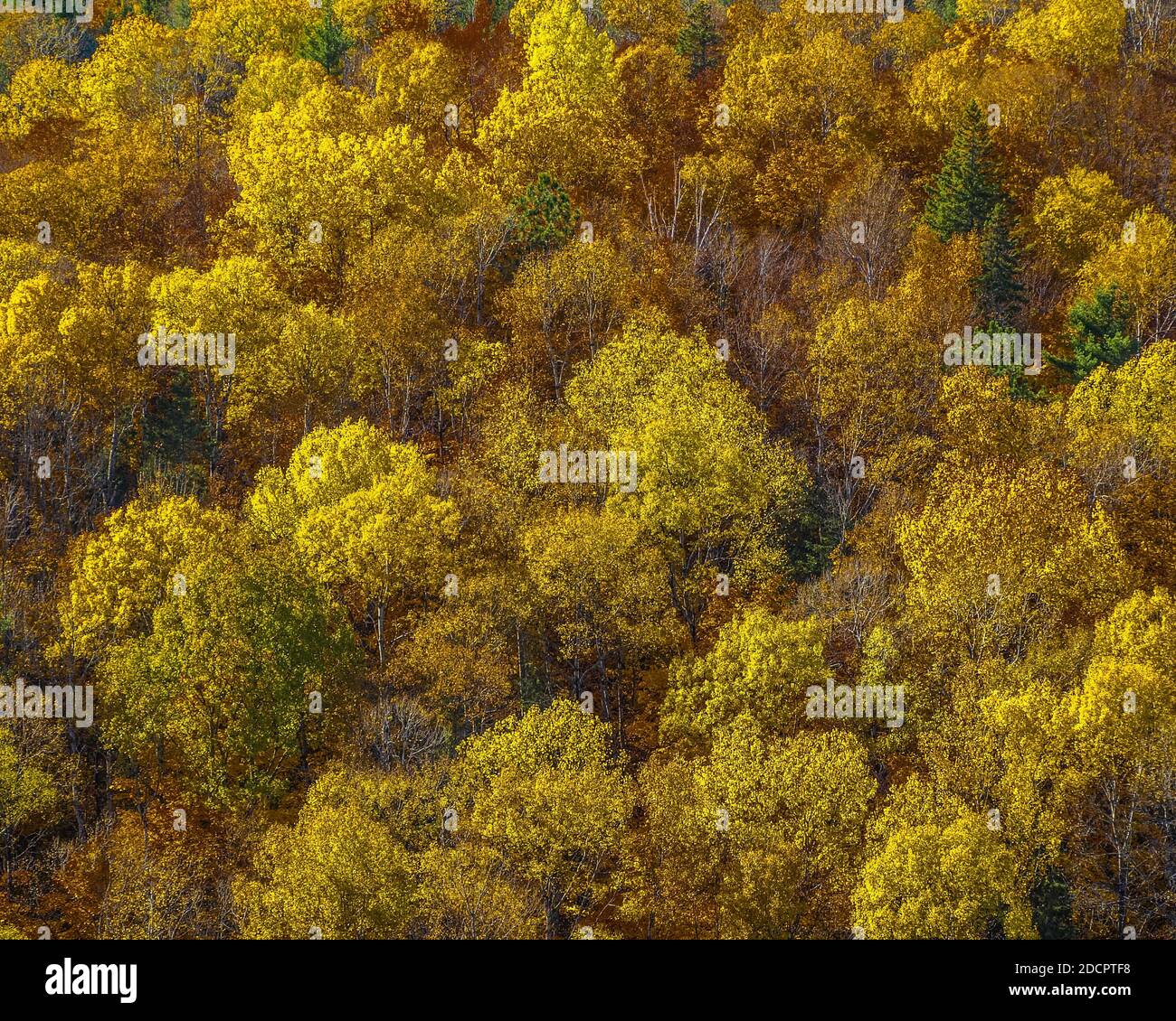 Golden colors of Fall fill the forest canopy, ON, Canada Stock Photo ...