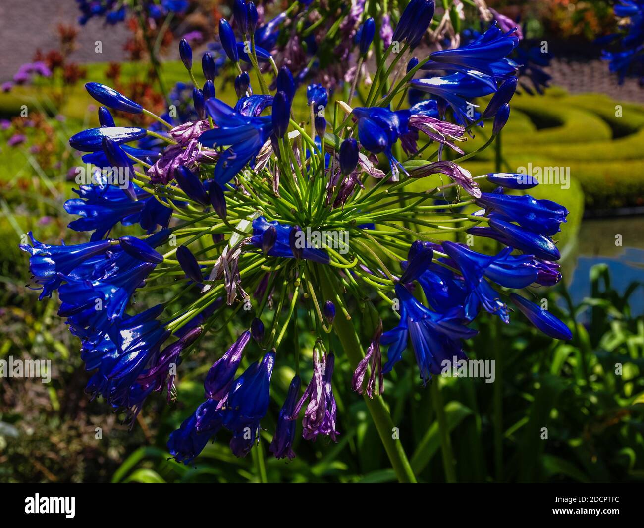 Coastal california flowers hi-res stock photography and images - Alamy