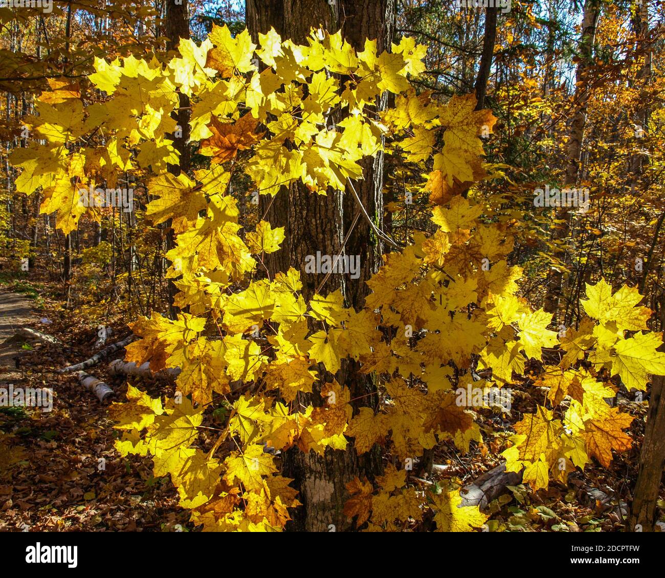 Algonquin forest hi-res stock photography and images - Alamy
