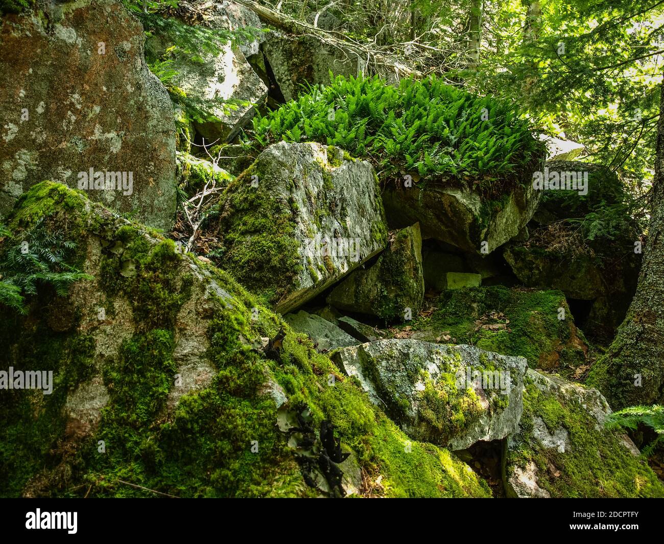 Thick moss grows behind the great Superior Lake, ON Stock Photo - Alamy