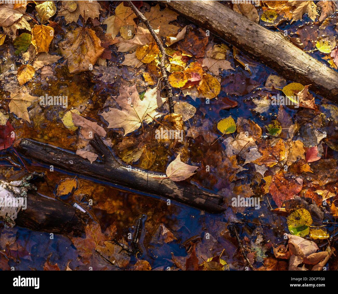 Climate change trees canada hi-res stock photography and images - Alamy