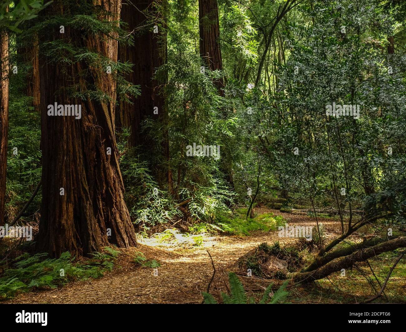 Large Giant Trees Canopy High Resolution Stock Photography and Images ...