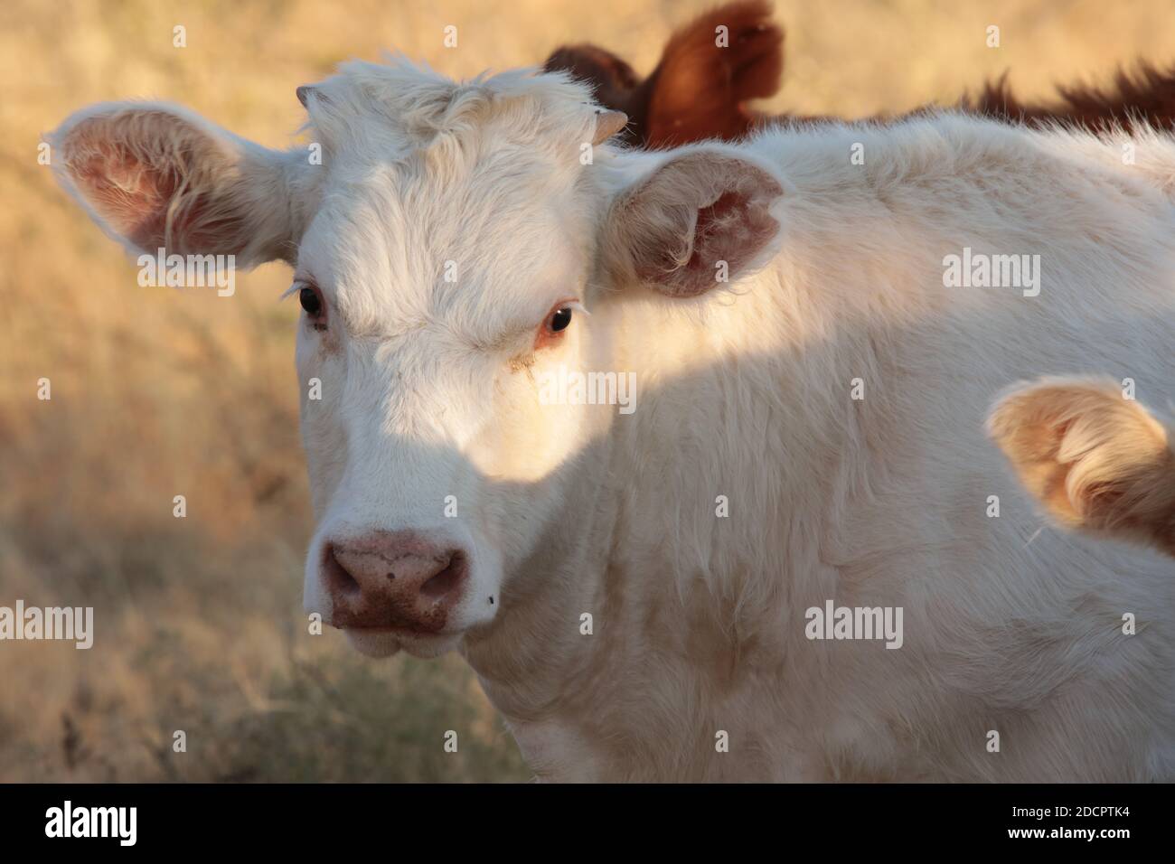 Listening Cattle 1 Stock Photo - Alamy