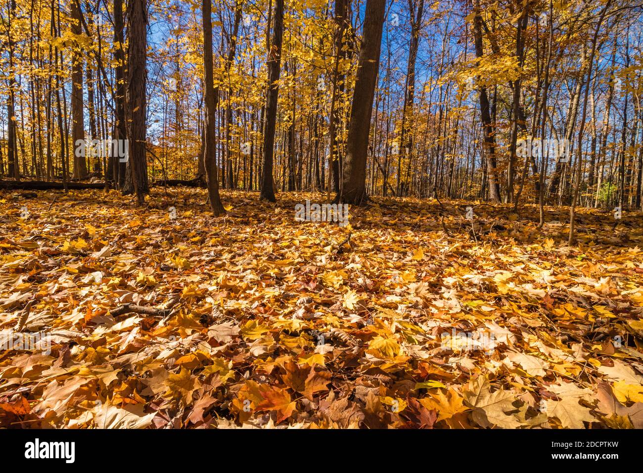 Miss the forest for the trees hi-res stock photography and images - Alamy