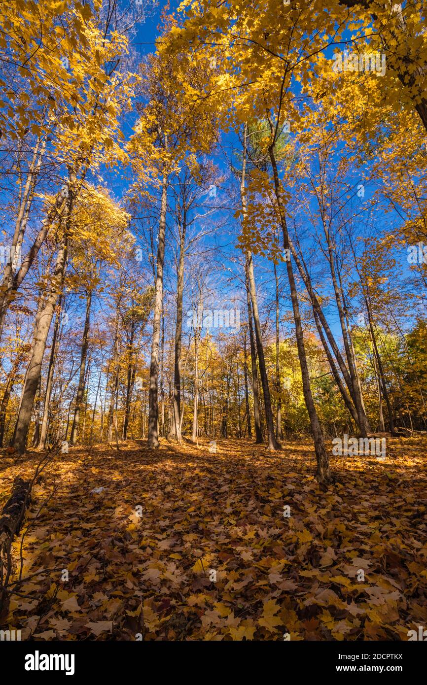 Golden tops hi-res stock photography and images - Alamy