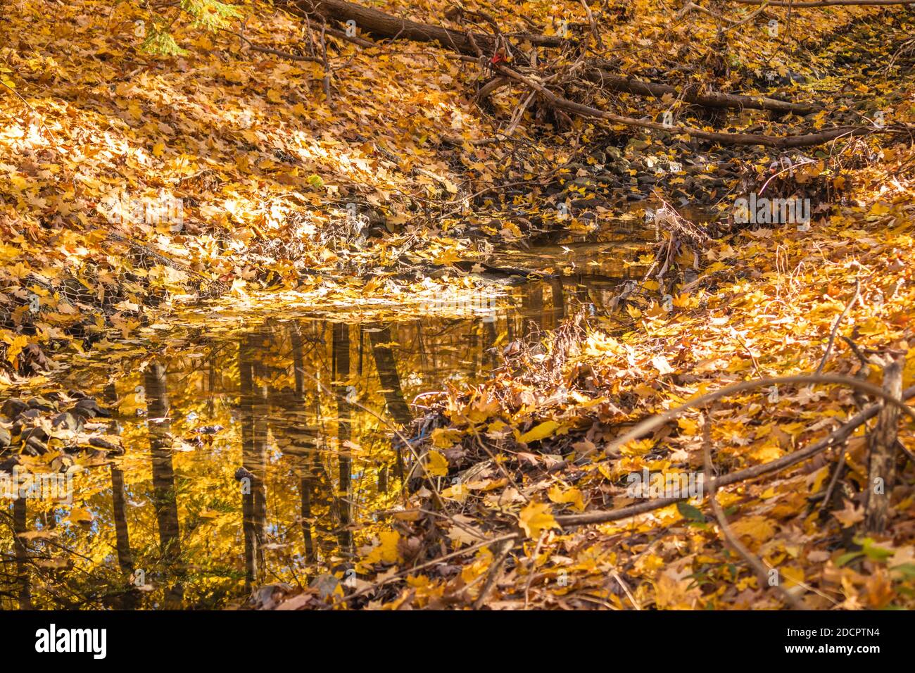 Miss the forest for the trees hi-res stock photography and images - Alamy