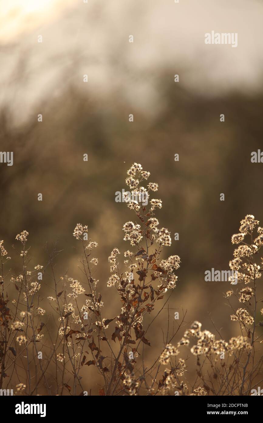 Moson hi-res stock photography and images - Alamy