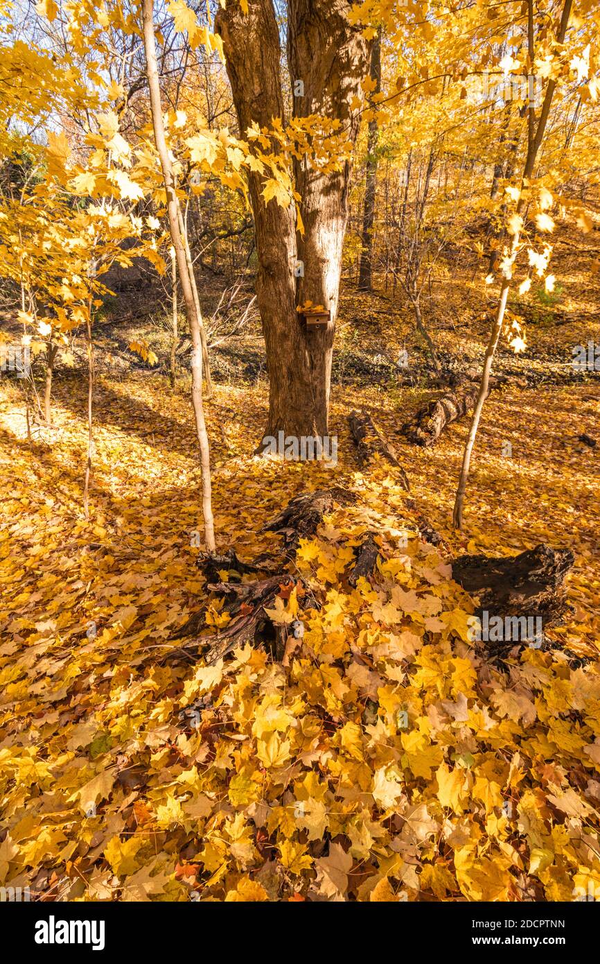 Log covered by fallen gold leaves, Miss, ON, Canada Stock Photo - Alamy