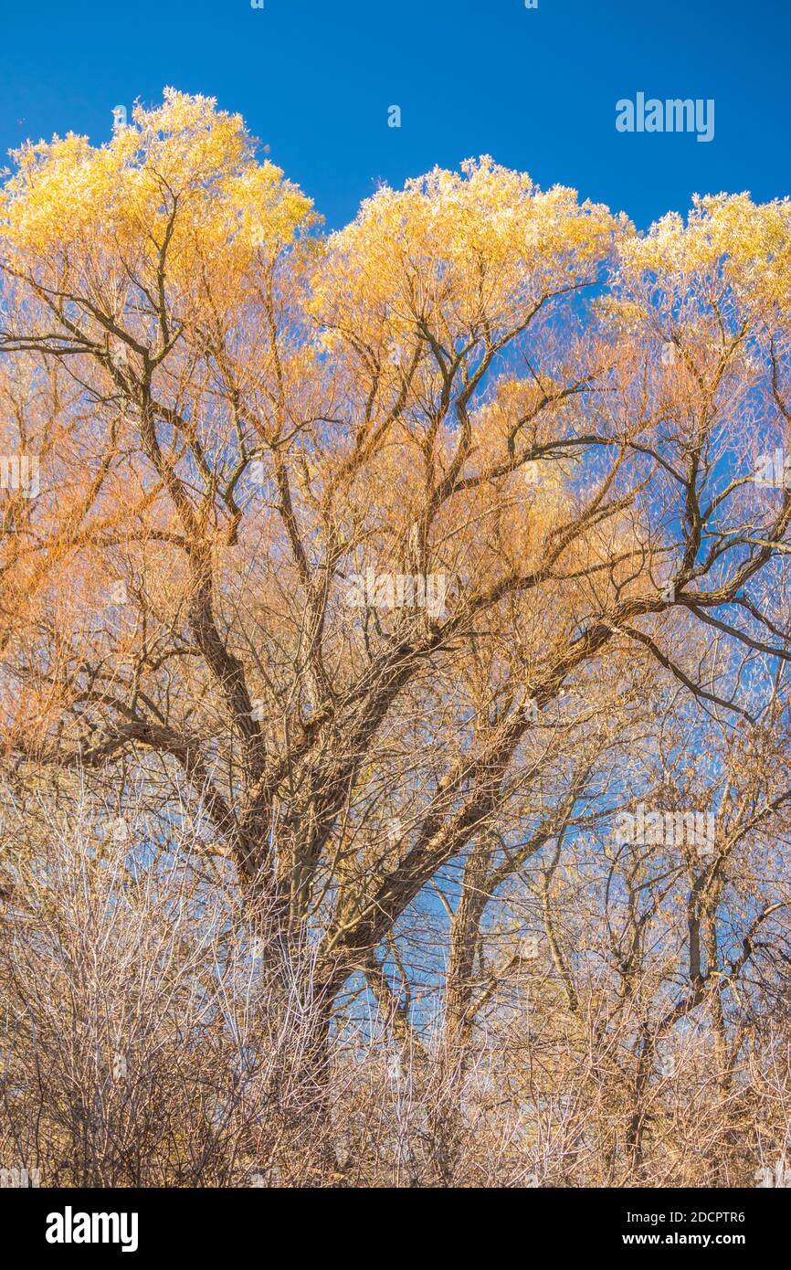 Fuzzy foliage hi-res stock photography and images - Alamy