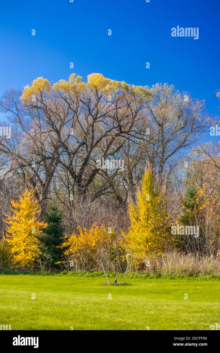 Ontario tree top hi-res stock photography and images - Alamy