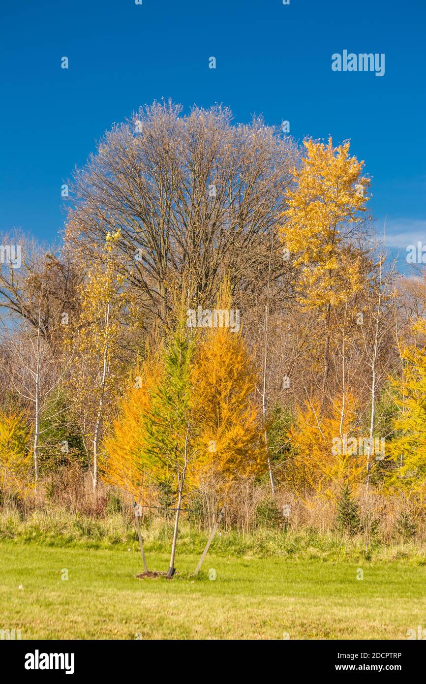 Fuzzy foliage hi-res stock photography and images - Alamy
