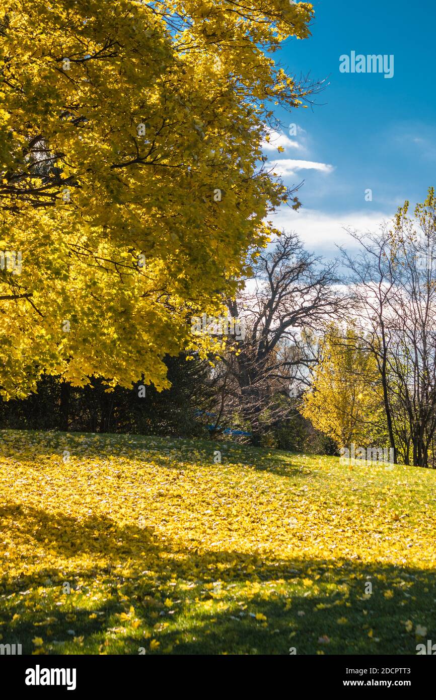 Fall foliage and teal sky, Miss, Ontario, Canada Stock Photo - Alamy