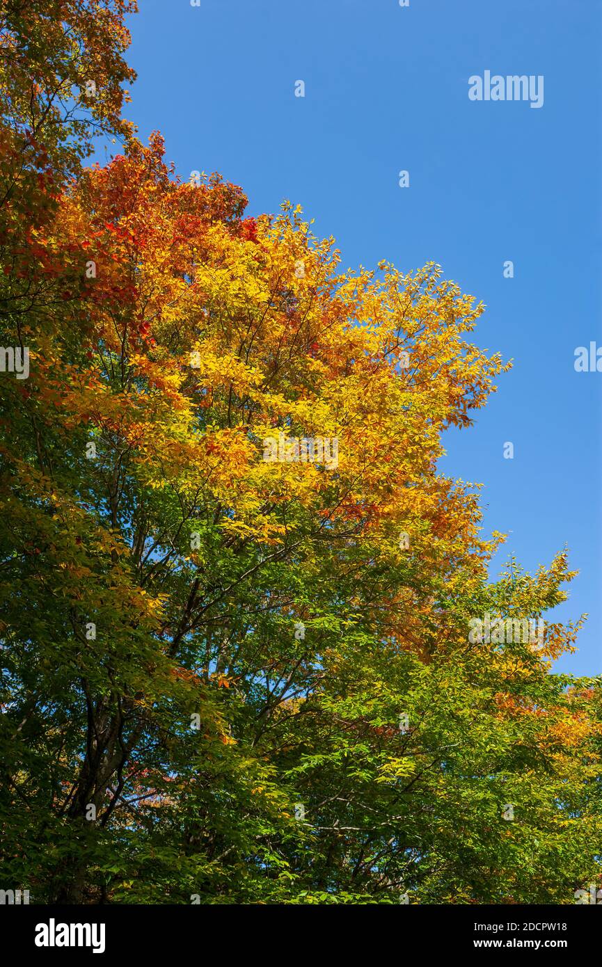 Fall foliage in Vermont, New England. Deciduous forest on Mt. Mansfield ...