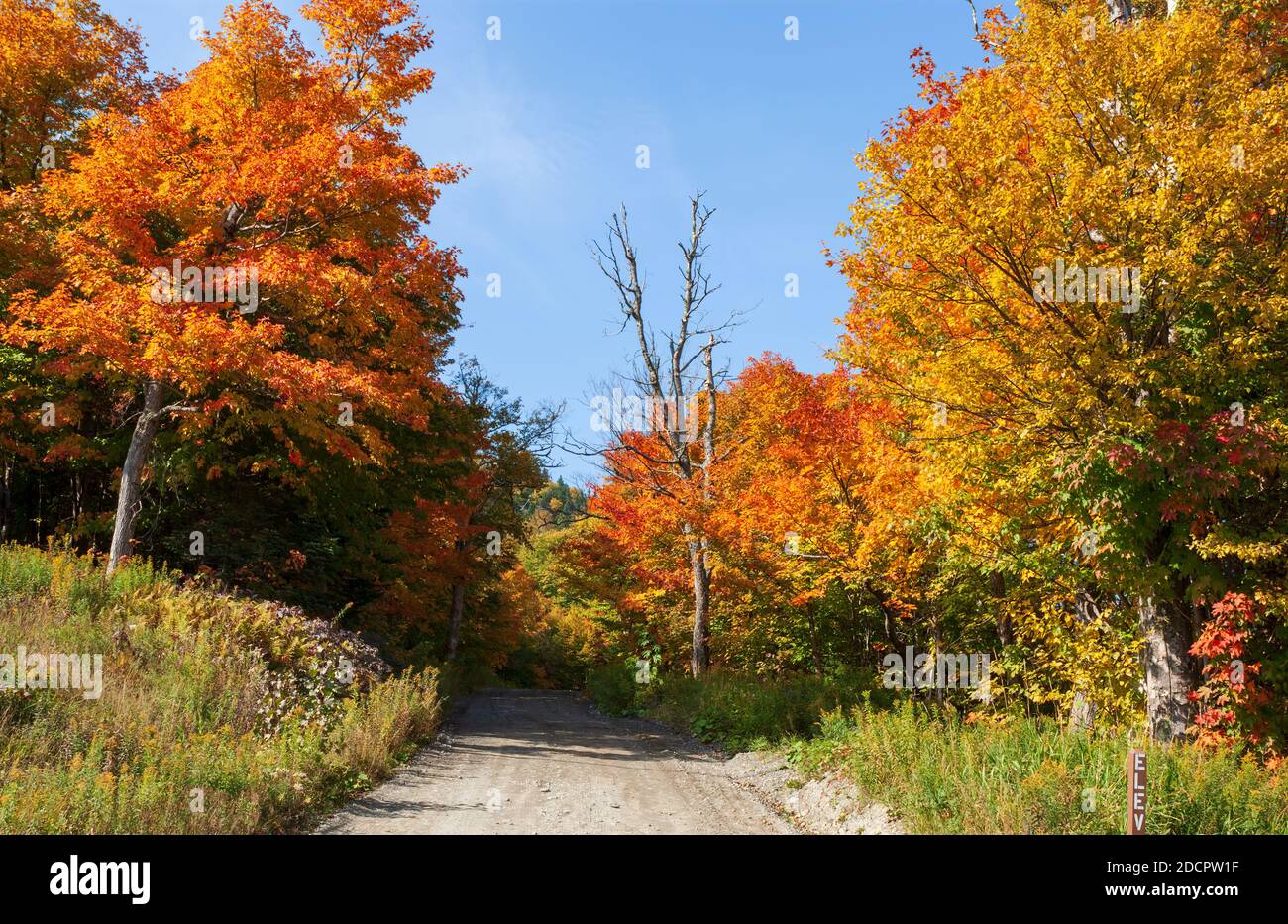 Mountain road through a mixed forest. Maple and beech trees in fiery fall colors. Stowe Mountain ...