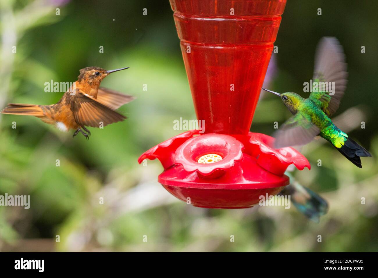 Rufus wren and Booted Racket tail hummingbird Stock Photo - Alamy