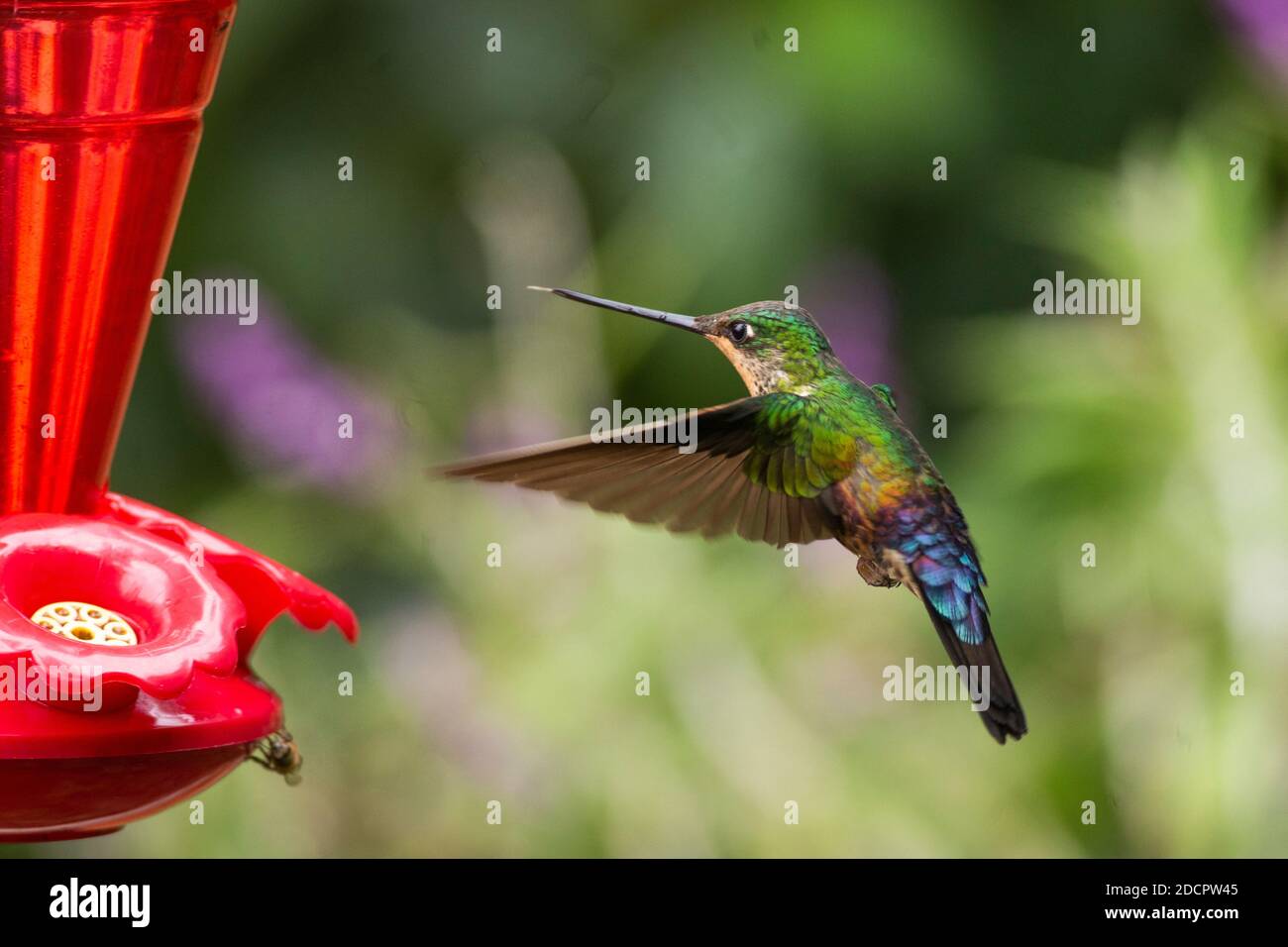 The Coppery bellied Puffleg Hummingbird flying Stock Photo - Alamy