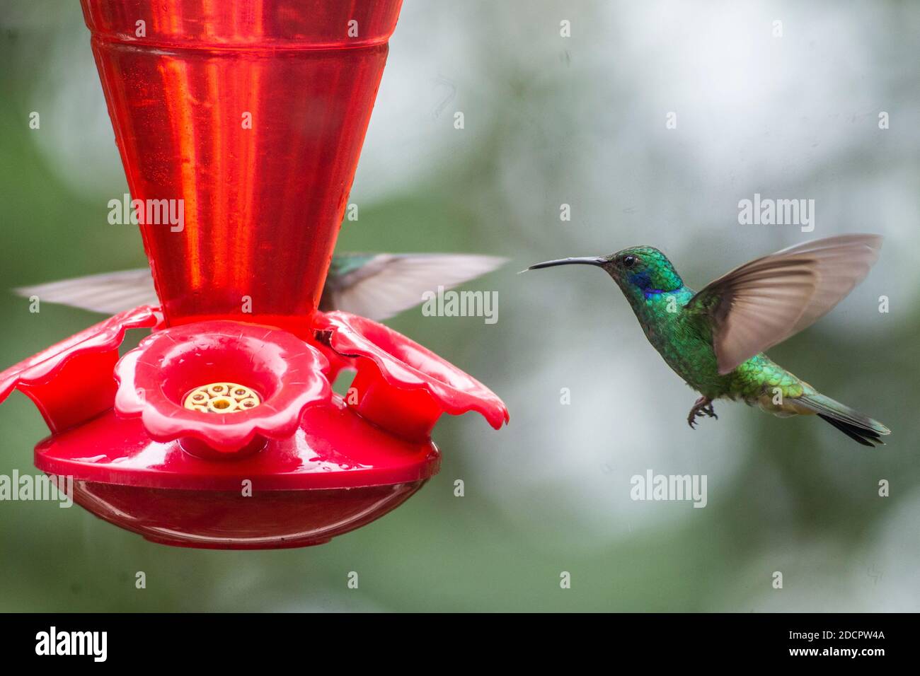 The Lesser Violetear hummingbird flying Stock Photo - Alamy
