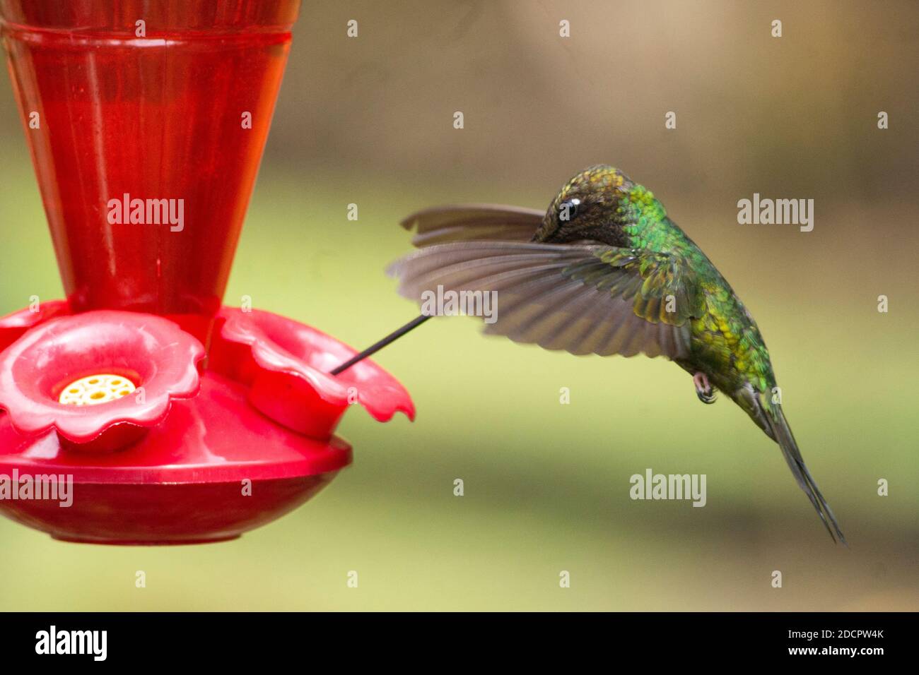 Booted racket tail hummingbird hi-res stock photography and images - Alamy