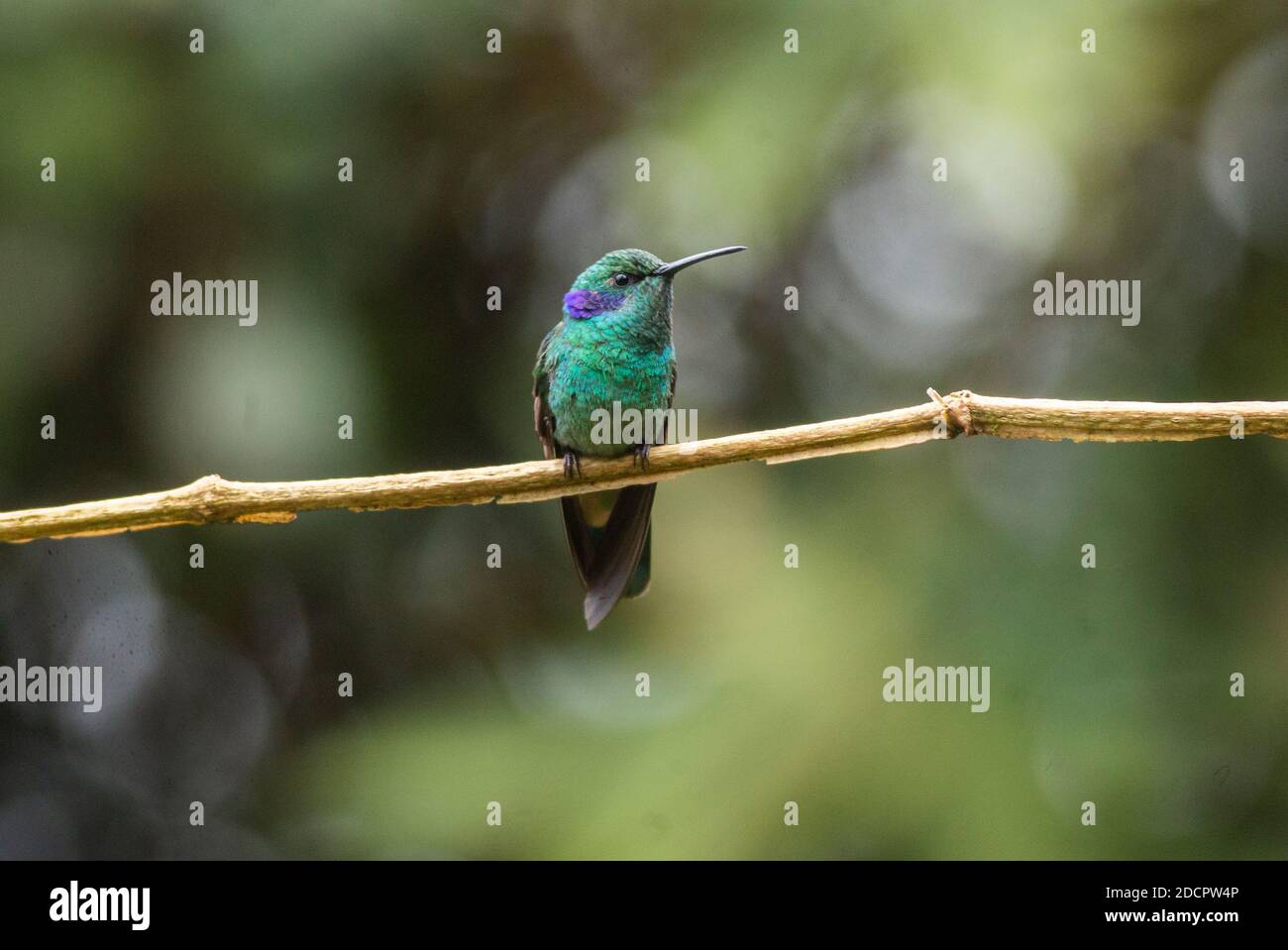 The Lesser Violetear hummingbird Stock Photo - Alamy