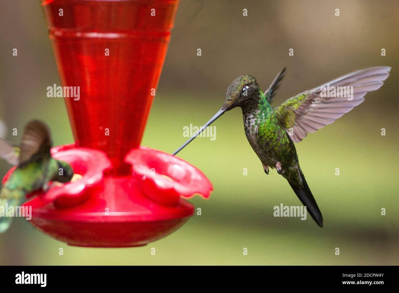 The Booted Racket tail Hummingbird Stock Photo - Alamy
