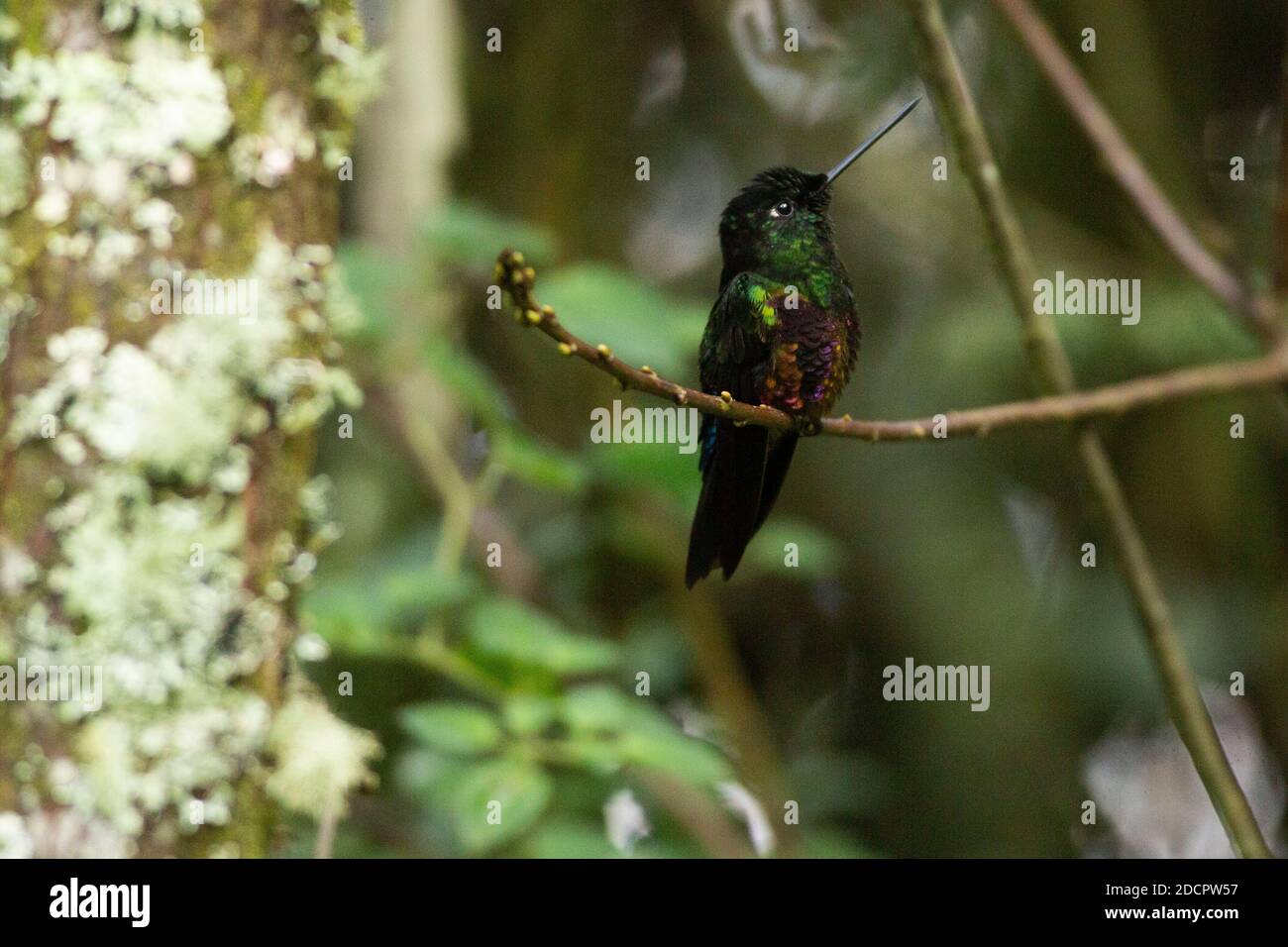 Hybrid zoom hi-res stock photography and images - Alamy
