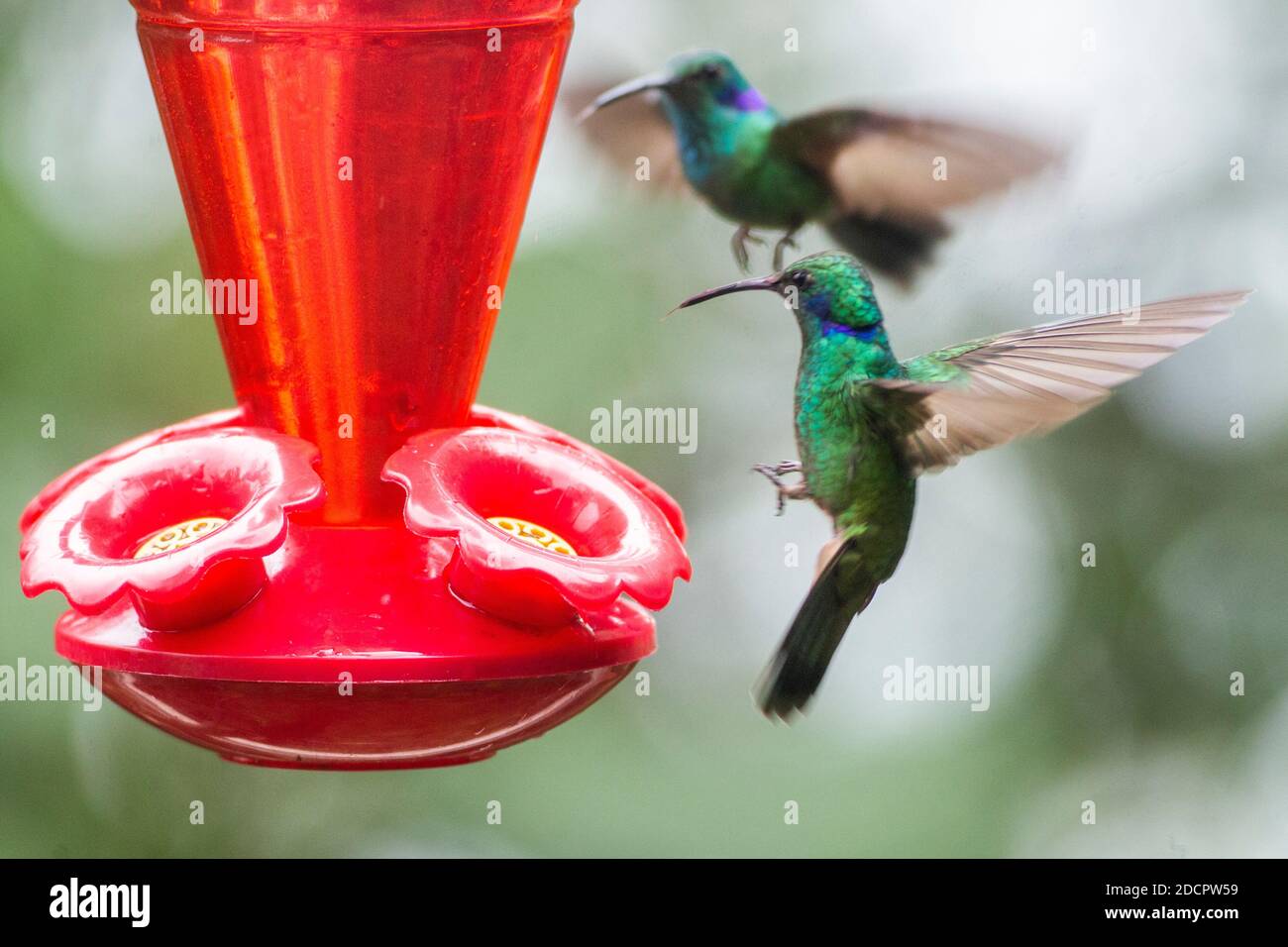 The Lesser Violetear hummingbird flying Stock Photo - Alamy