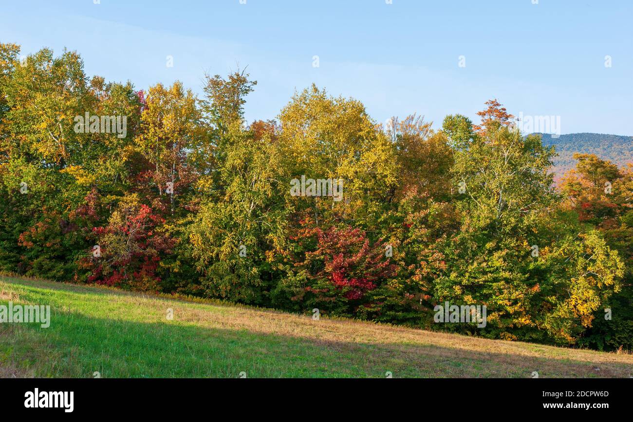 Northern hardwood forest. Sugar maple, beech, and birch trees changing ...