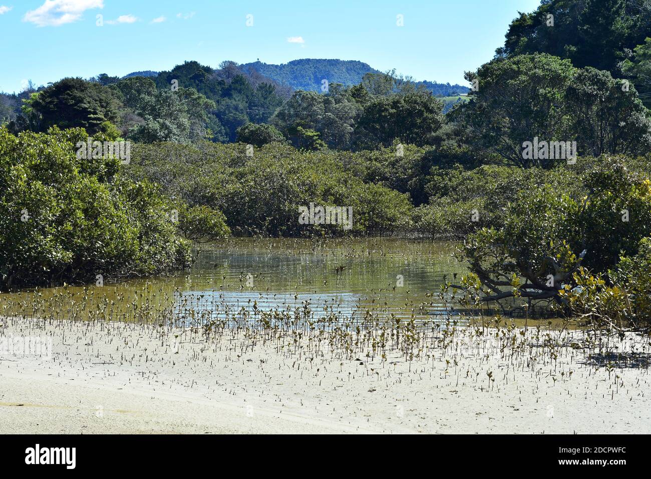 Juvenile mangrove hi-res stock photography and images - Alamy