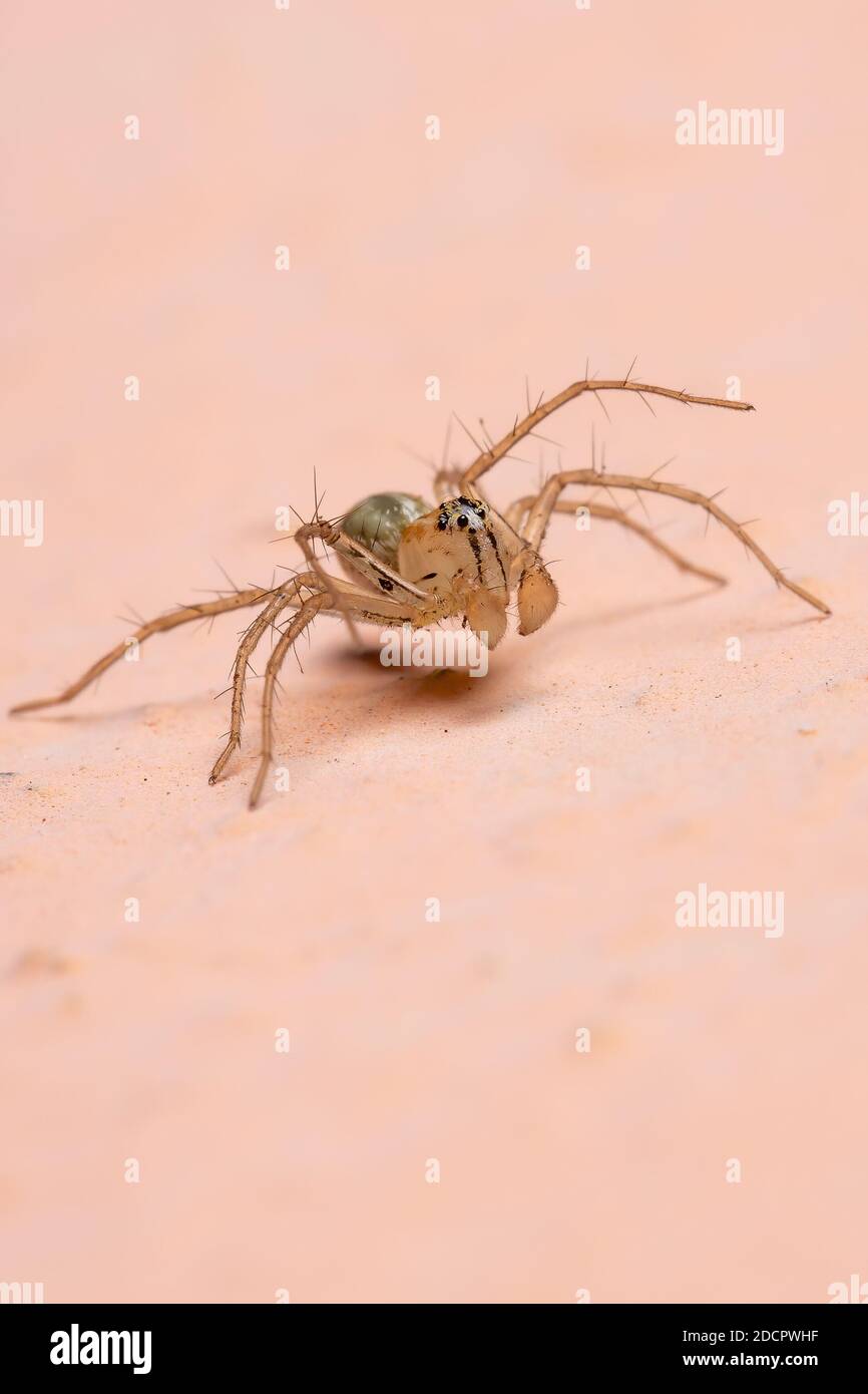 Lynx spider of the Genus Oxyopes Stock Photo - Alamy