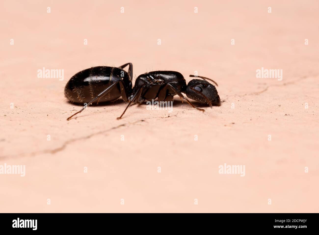 Carpenter Ant of the Genus Camponotus Stock Photo - Alamy