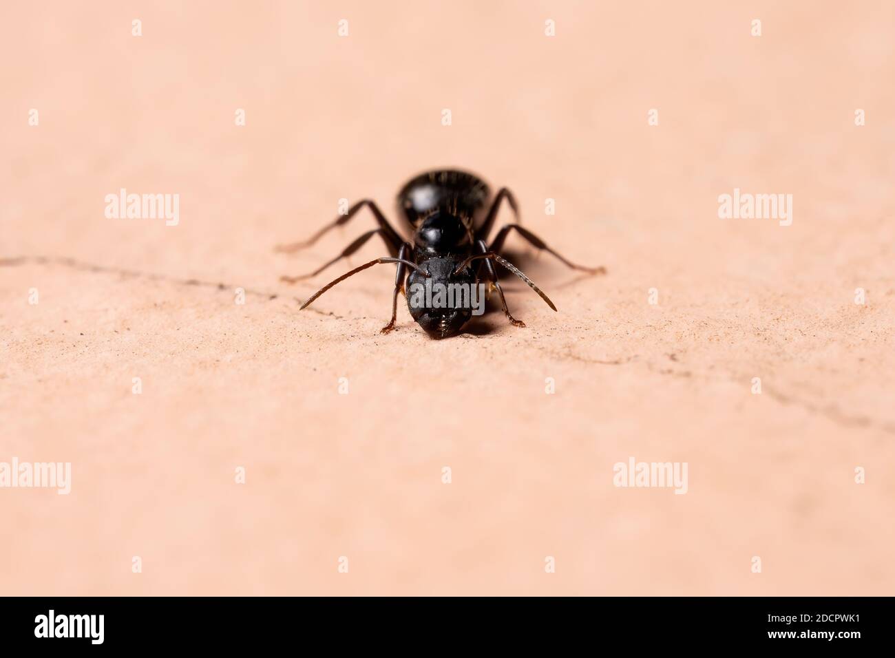 Carpenter Ant of the Genus Camponotus Stock Photo - Alamy
